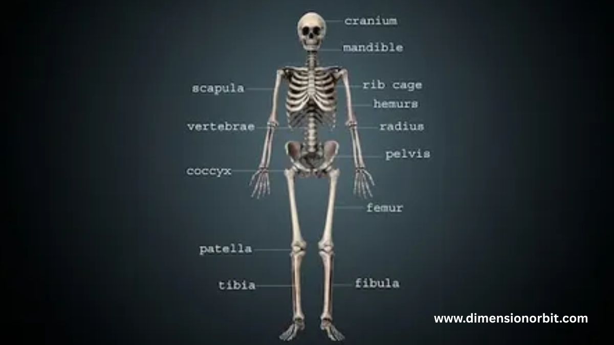 Average Weight of Human Skeleton - Dimension Orbit